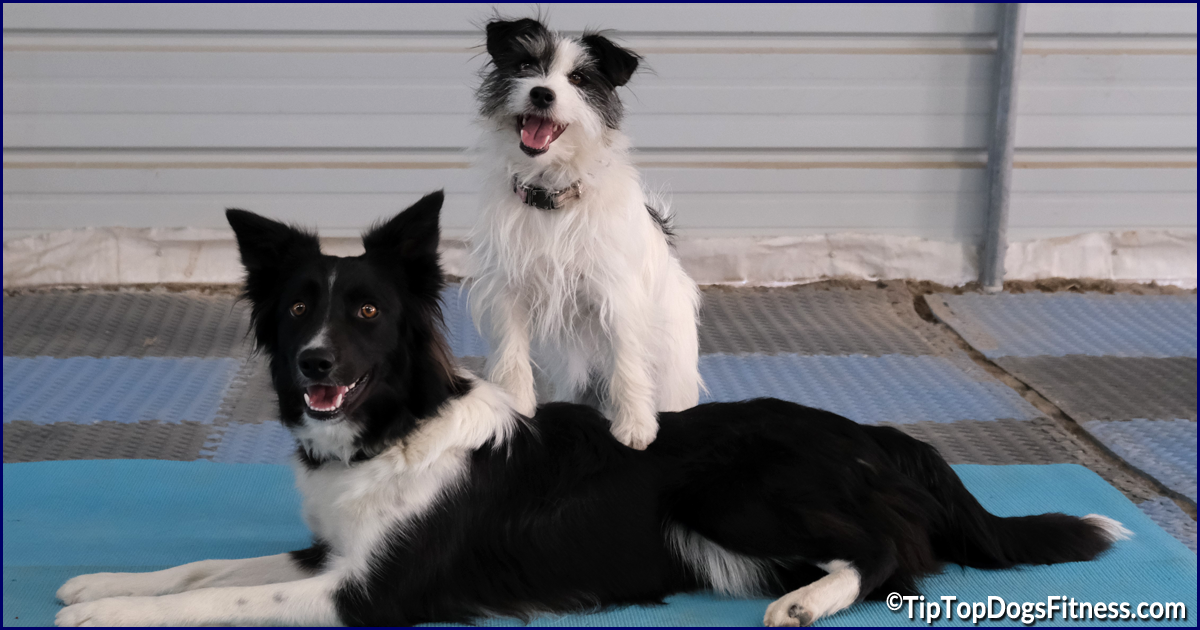 Tip Top Dogs: Fitness, Conditioning, Training, Massage – Brenda Cronk ...