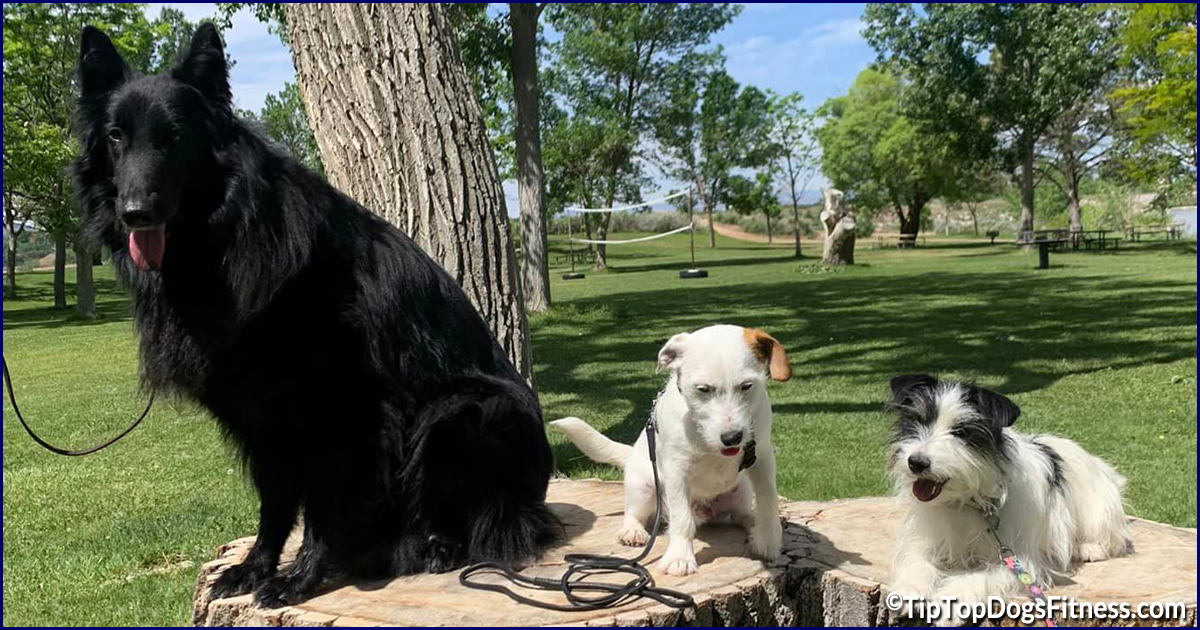 Tip Top Dogs: FAQs - Canine Fitness, Conditioning, Rally, Training Classes